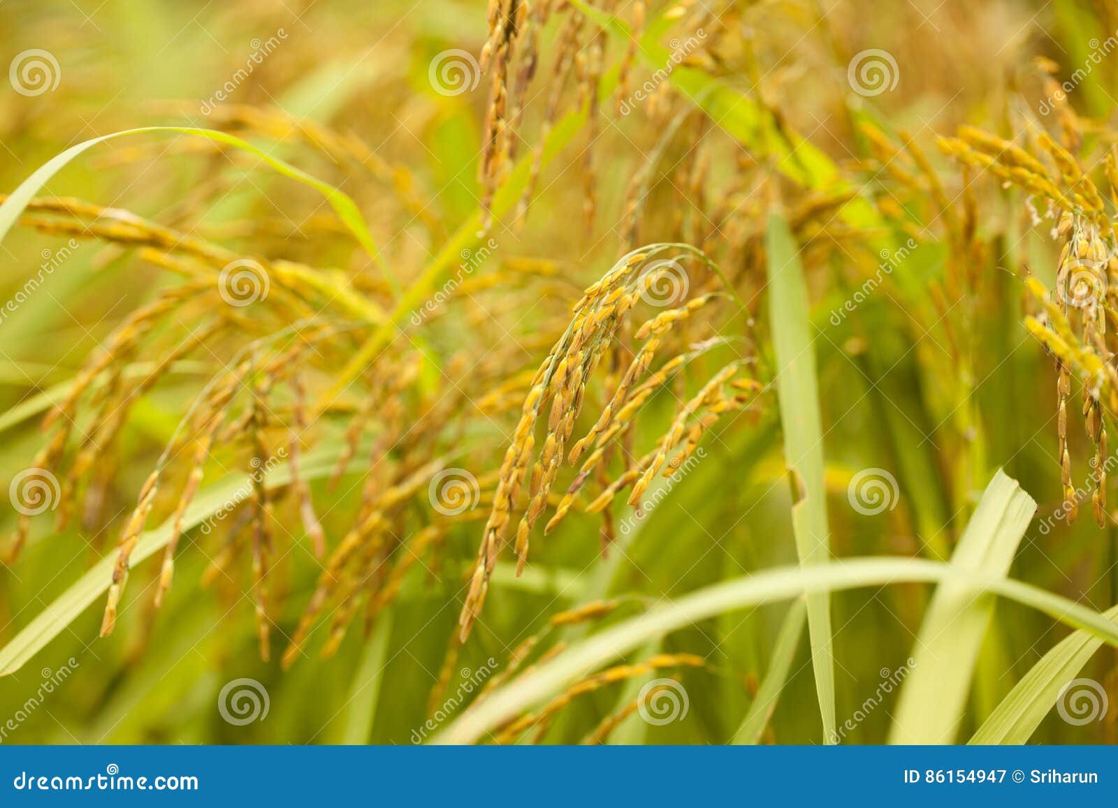 Close up of ripe grain stock image. Image of stem, background - 86154947