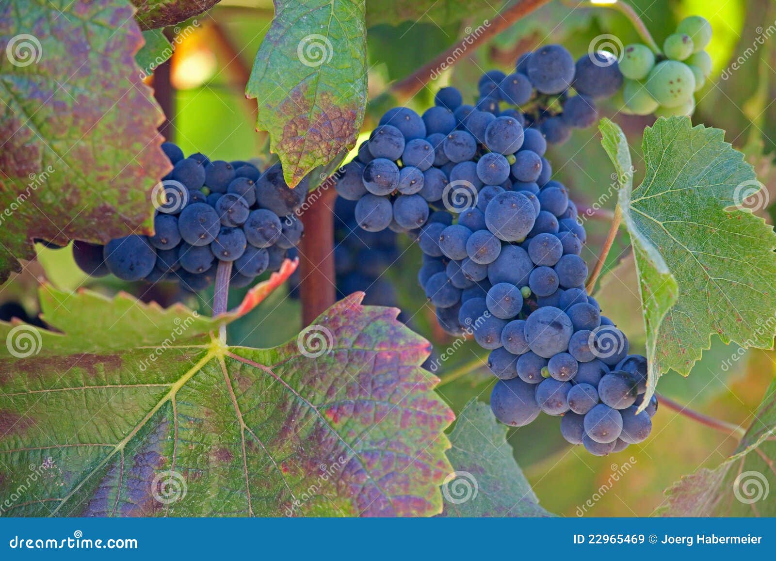 Close Up of Ripe Grape Cluster on Vine Stock Image - Image of valley ...