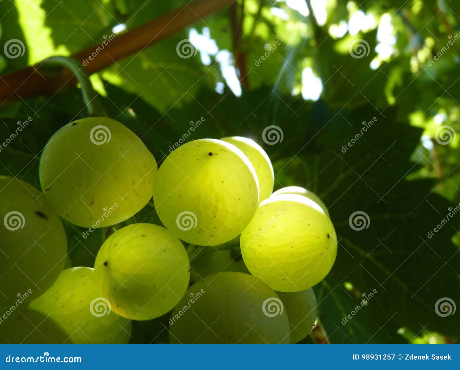 Close Up of Ripe Grape Cluster on Vine Stock Image - Image of grapes ...
