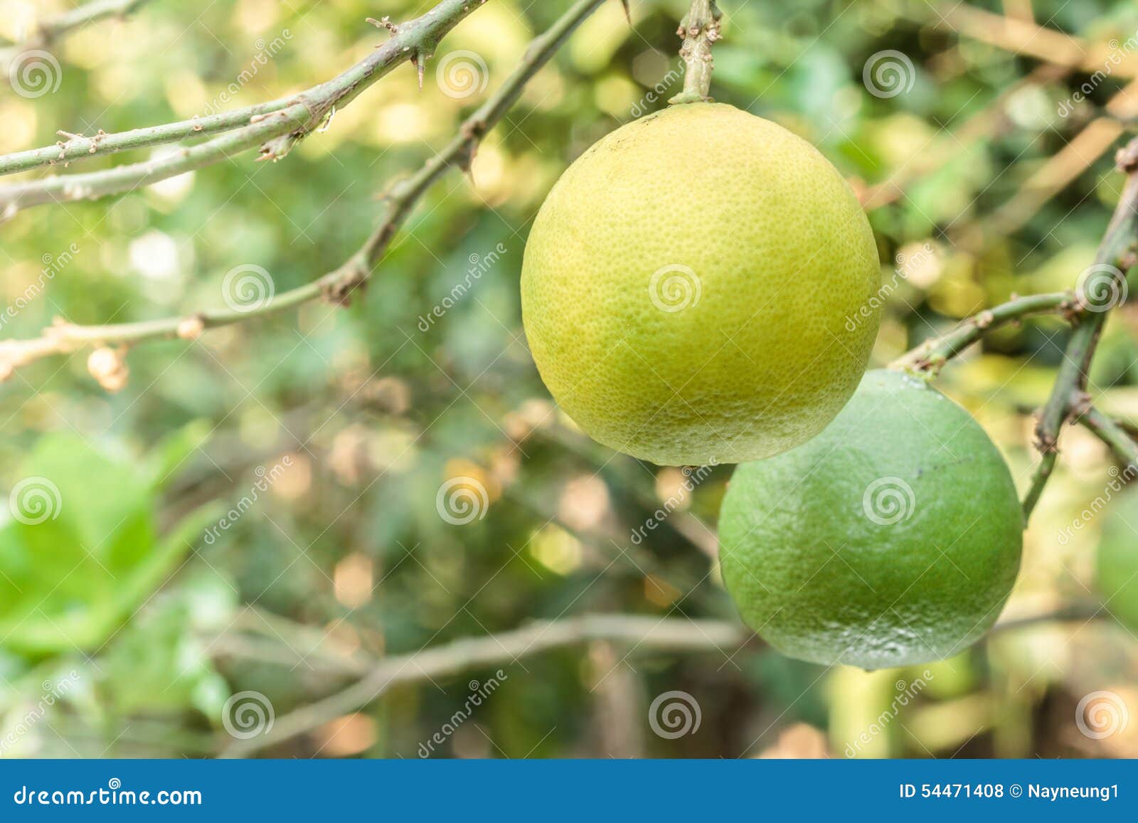 Close Up Ripe Lime in Garden. Stock Photo - Image of plant, tree: 54471408