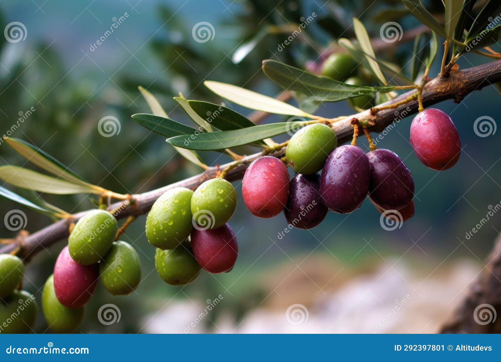 Close-up of Ripe Olives on a Tree Branch Stock Image - Image of nature ...