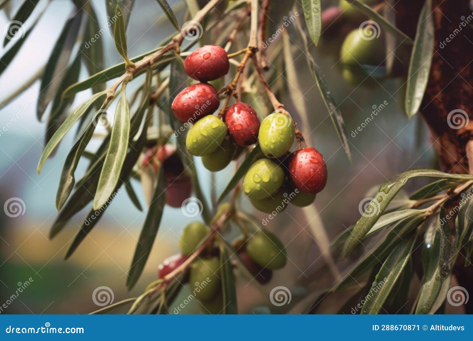 Close-up of Ripe Olives on Tree Branches Stock Image - Image of ...