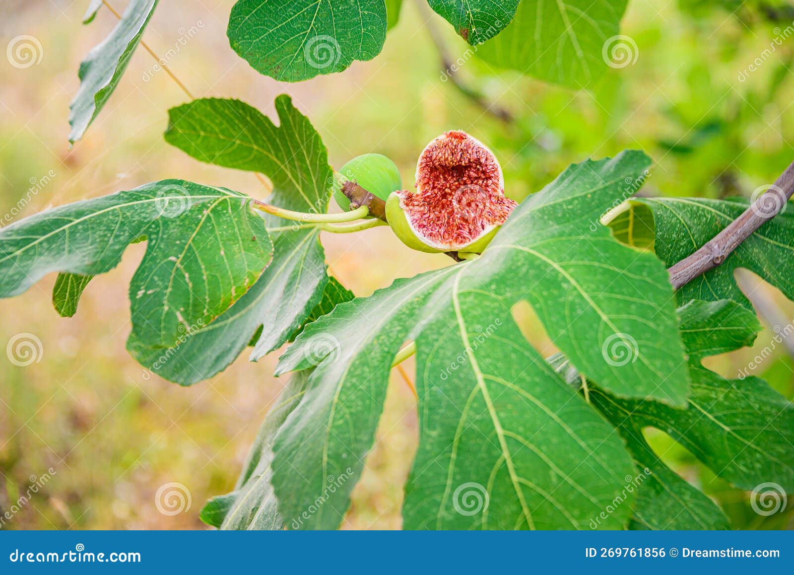Close Up of Ripe Open Fig on a Fif Tree Branch Stock Photo - Image of ...