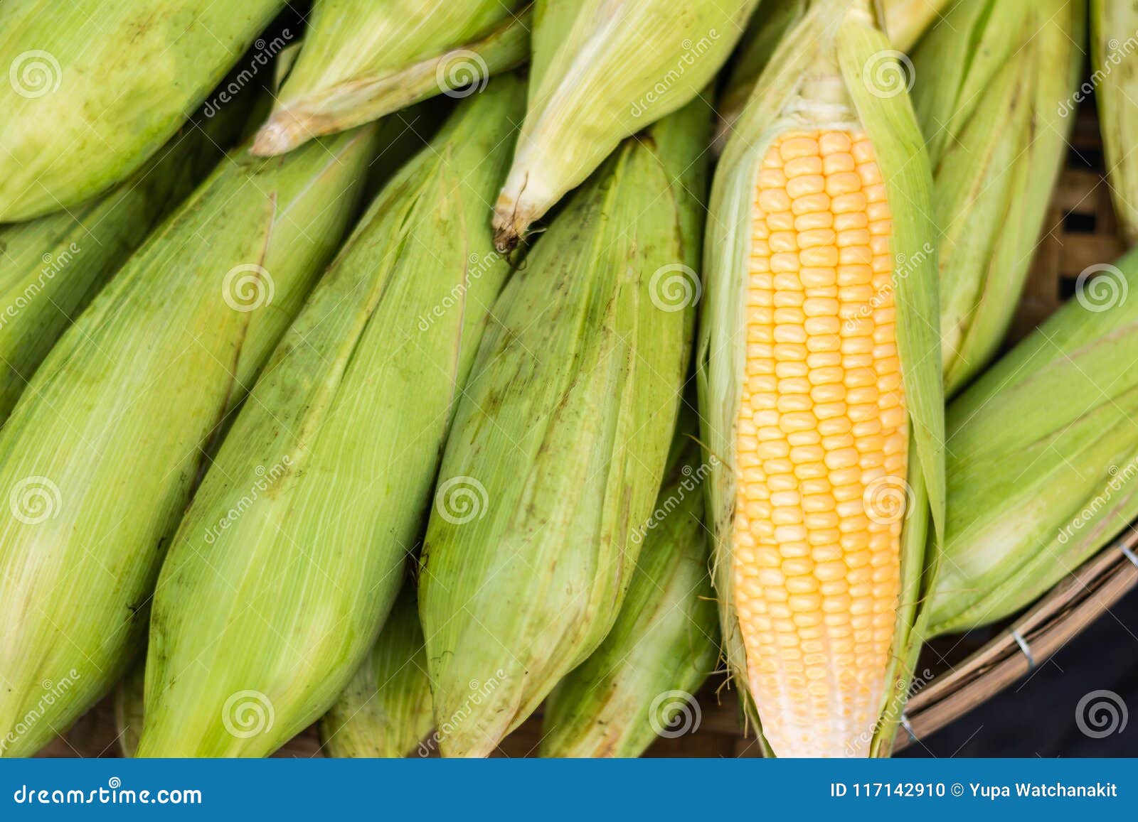 Close up ripe orange corns stock photo. Image of close - 117142910