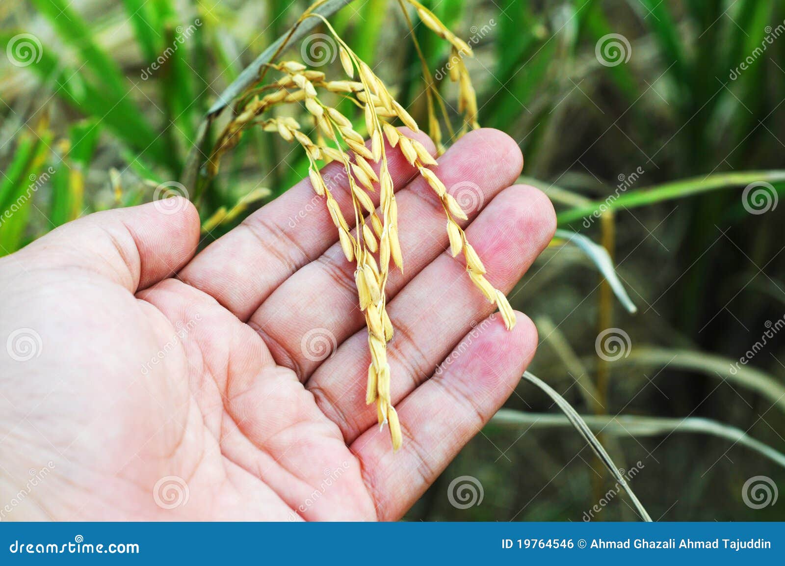 Close Up Ripe Paddy Rice on Hand Stock Photo - Image of meadow, morning ...