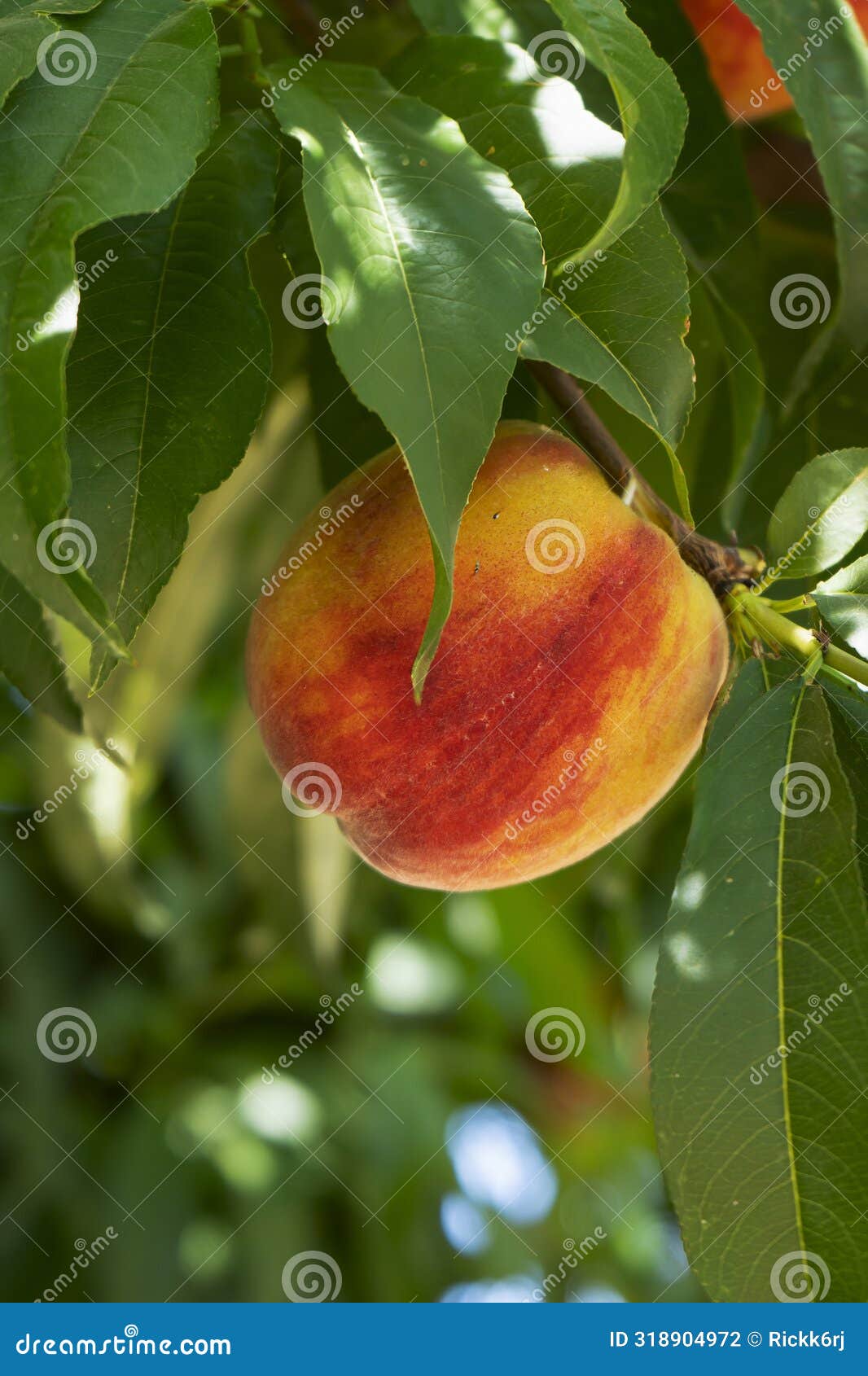 Close Up of a Ripe Peach on Tree in Orchard Stock Photo - Image of ripe ...