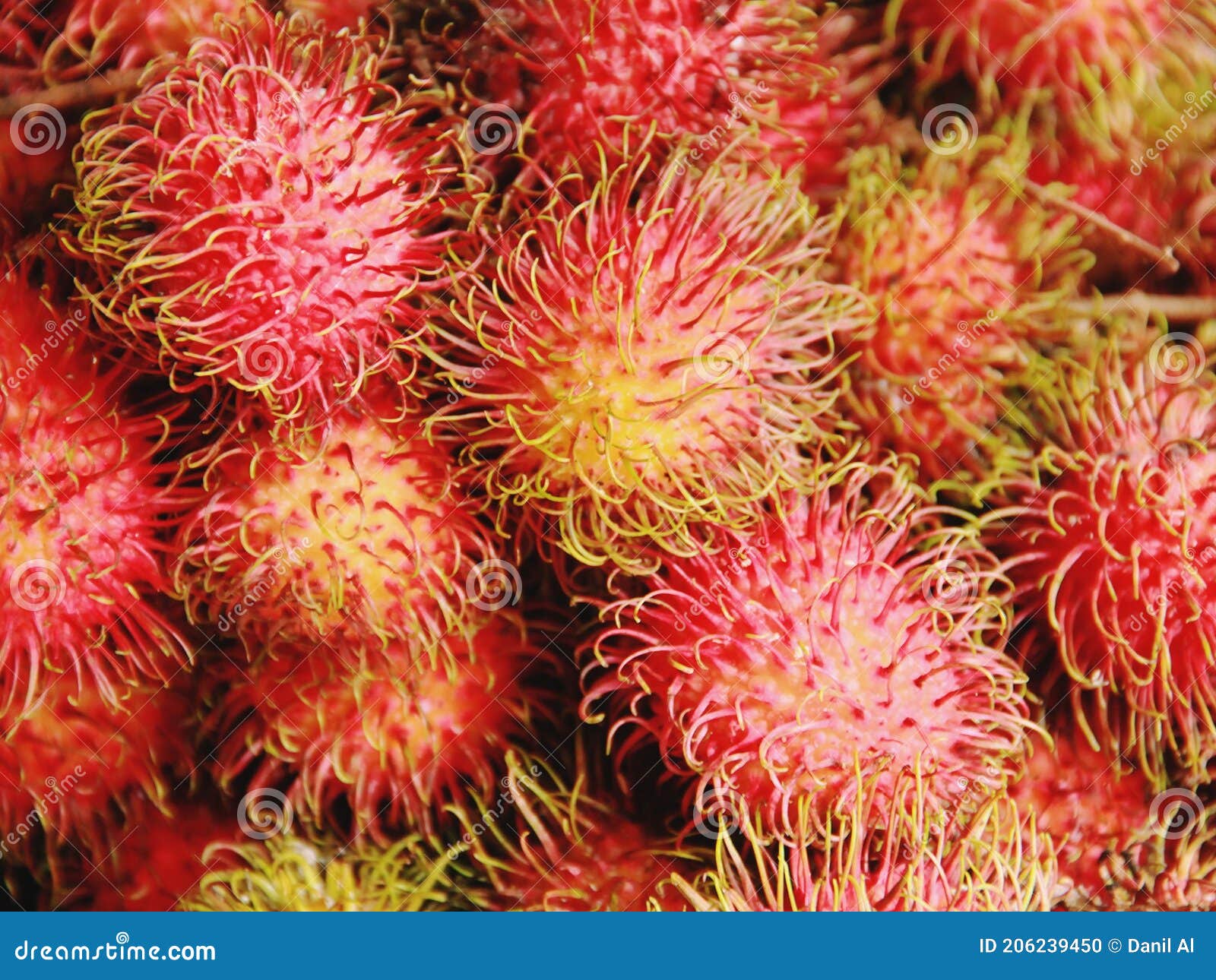 Close-up of Ripe Rambutan Fruit Stock Photo - Image of close, flower ...