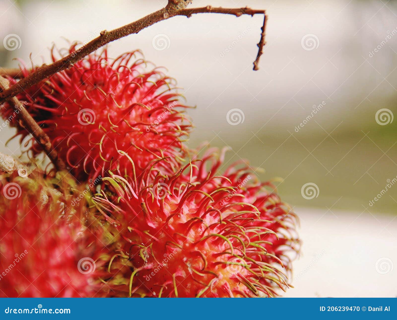 Close-up of Ripe Rambutan Fruit Stock Photo - Image of close, ripe ...