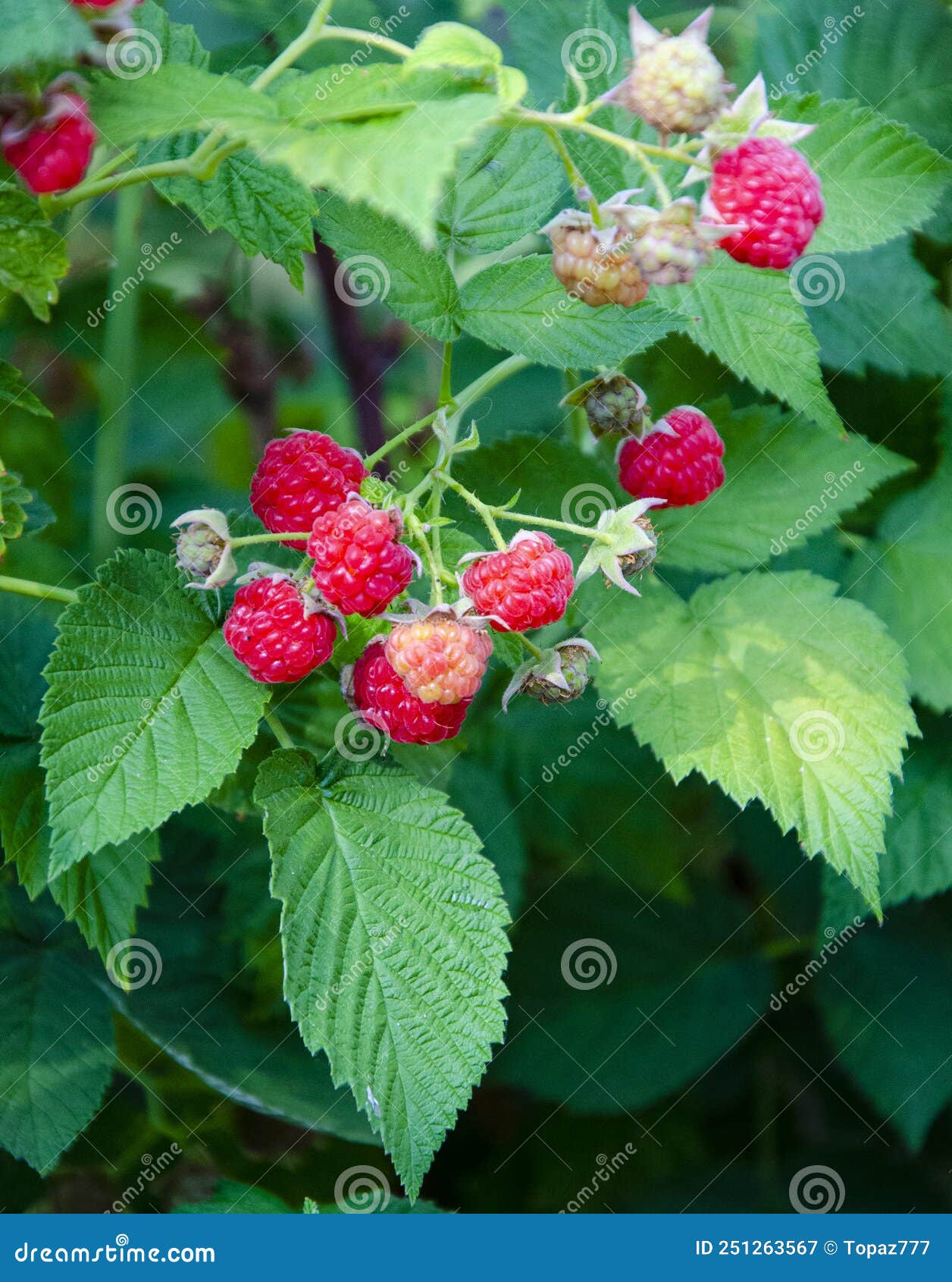 Close-up Ripe Raspberries in the Garden.growth Raspberries Stock Image ...