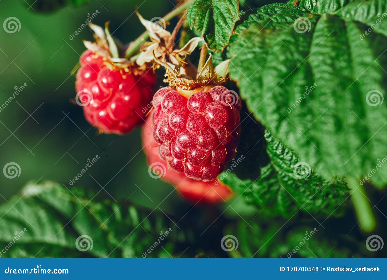 Ripe Raspberries Hanging on a Branch Stock Photo - Image of season ...