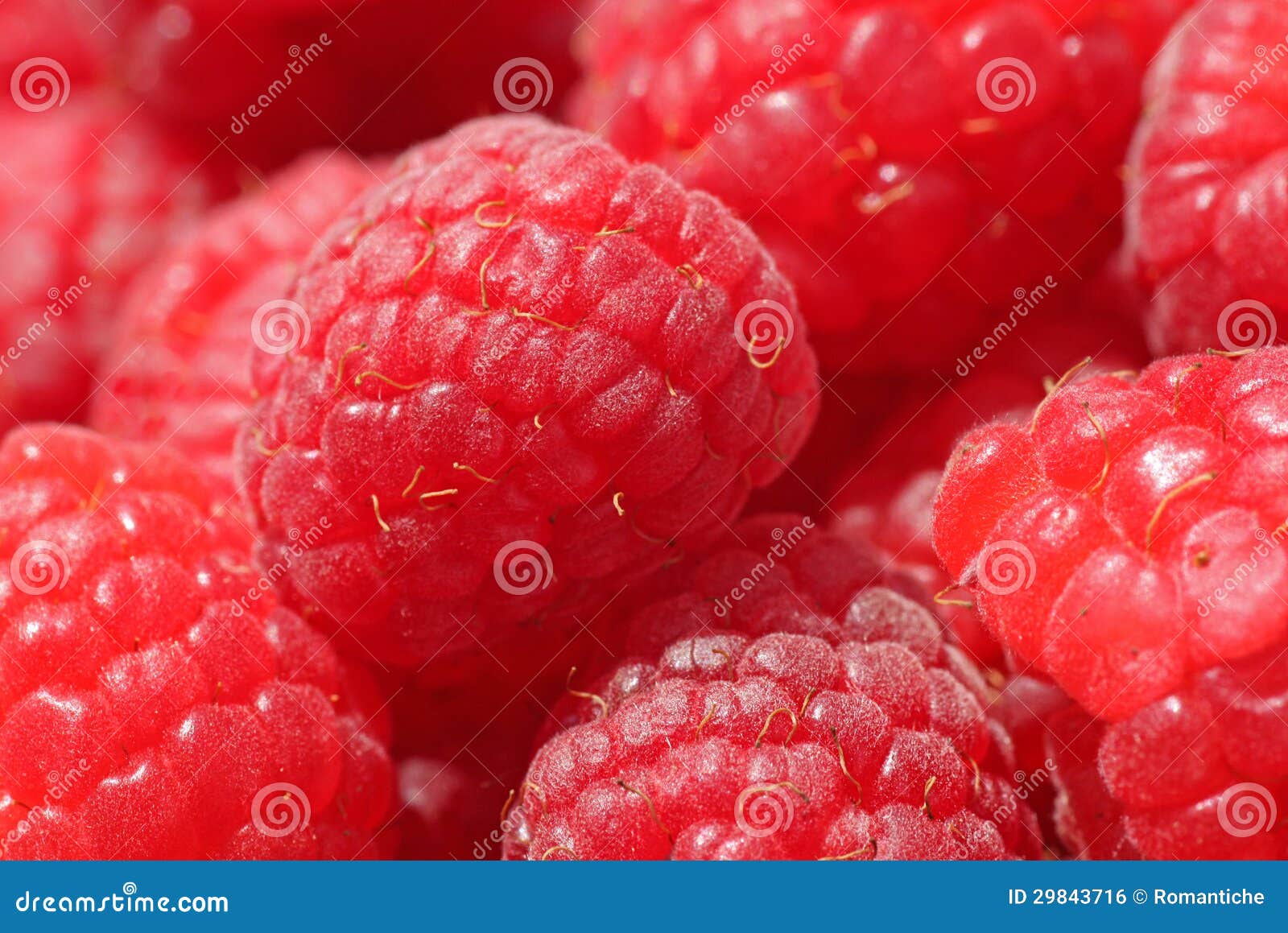 Close up of raspberry stock photo. Image of macro, food - 29843716
