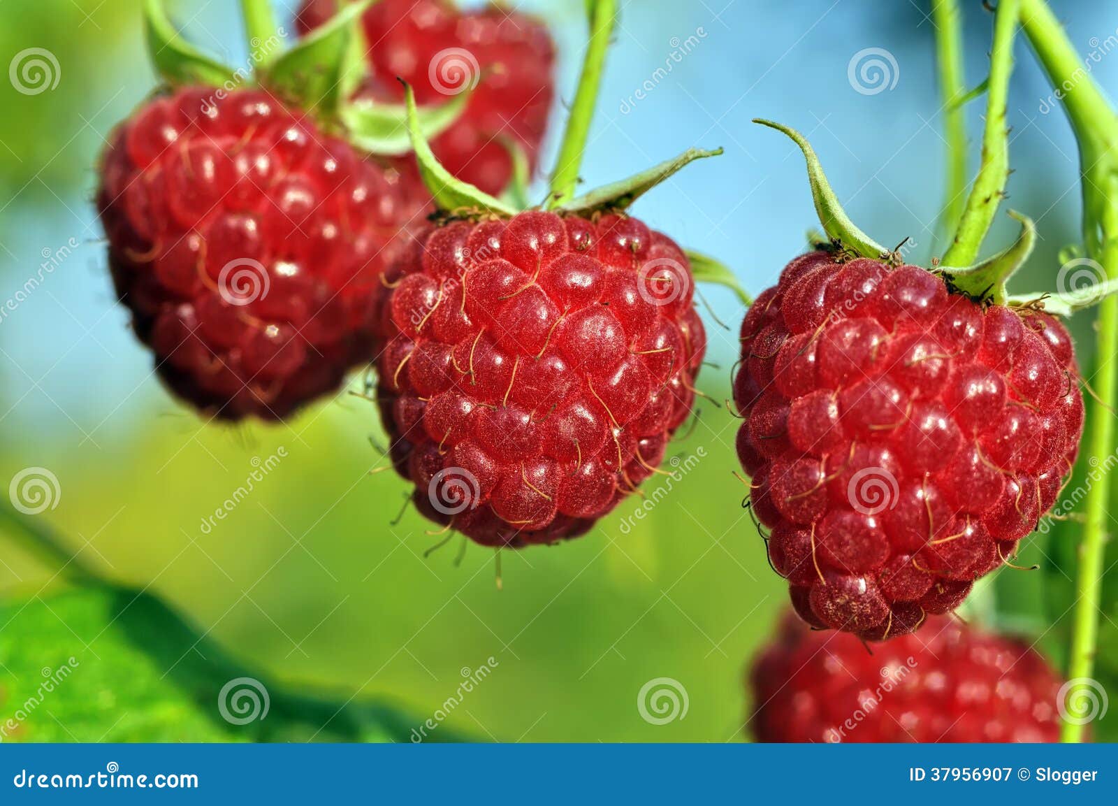Close-up of ripe raspberry stock image. Image of berry - 37956907