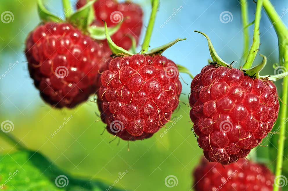 Close-up of ripe raspberry stock image. Image of berry - 37956907