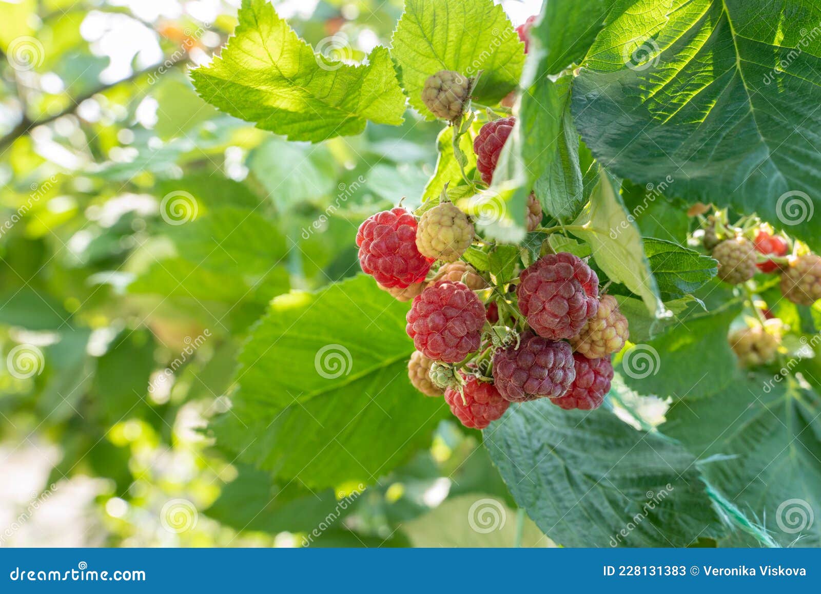 Close-up of the Ripe Raspberry on Branch in the Fruit Garden Stock ...