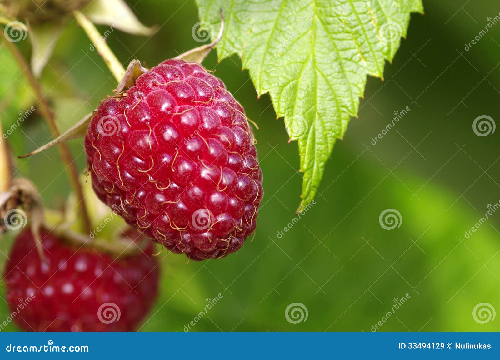 Close-up of the Ripe Raspberry Stock Image - Image of vegetarian, macro ...