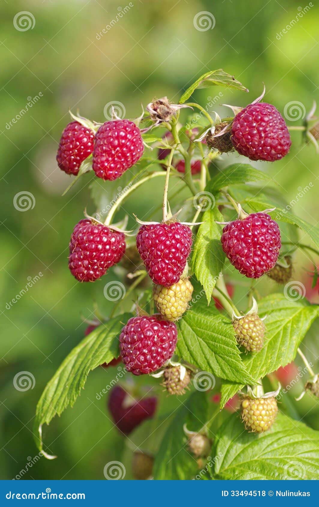 Close-up of the Ripe Raspberry Stock Photo - Image of farming ...