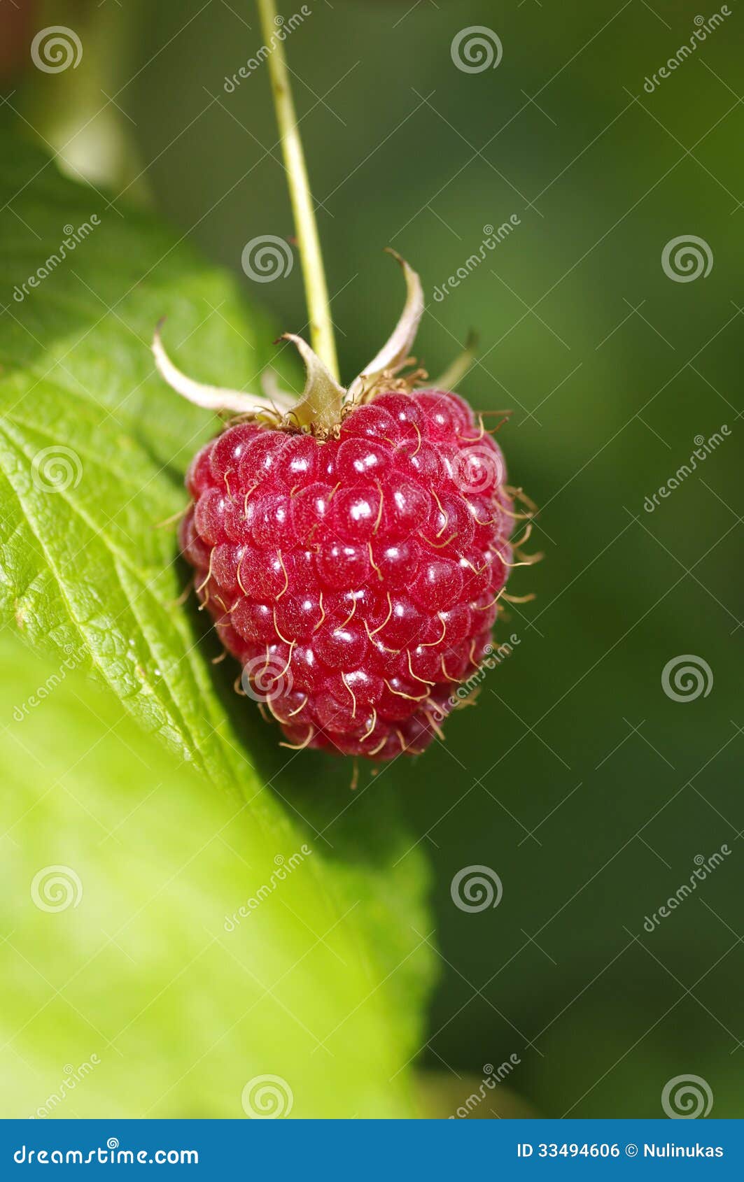 Close-up of the Ripe Raspberry Stock Photo - Image of nature, organic ...