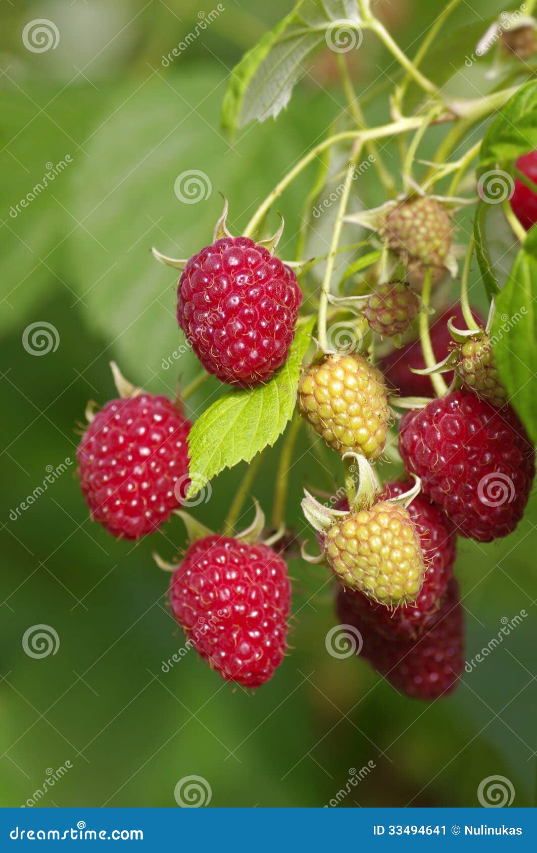 Close-up of the Ripe Raspberry Stock Image - Image of fruit, nature ...
