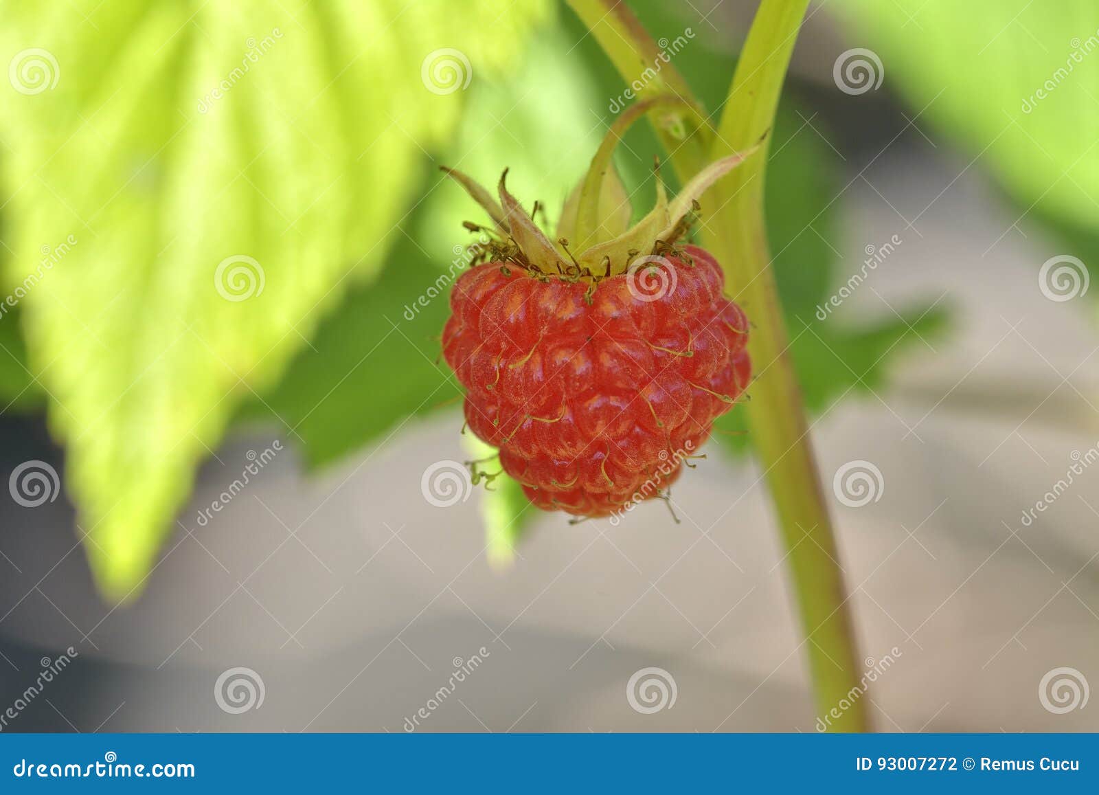 Close-up of the Ripe Raspberry in the Fruit Garden. Stock Photo - Image ...