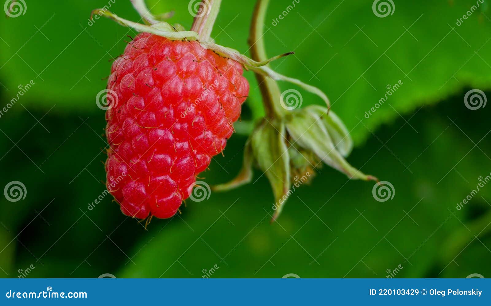 Close-up of the Ripe Raspberry in the Fruit Garden. Stock Image - Image ...