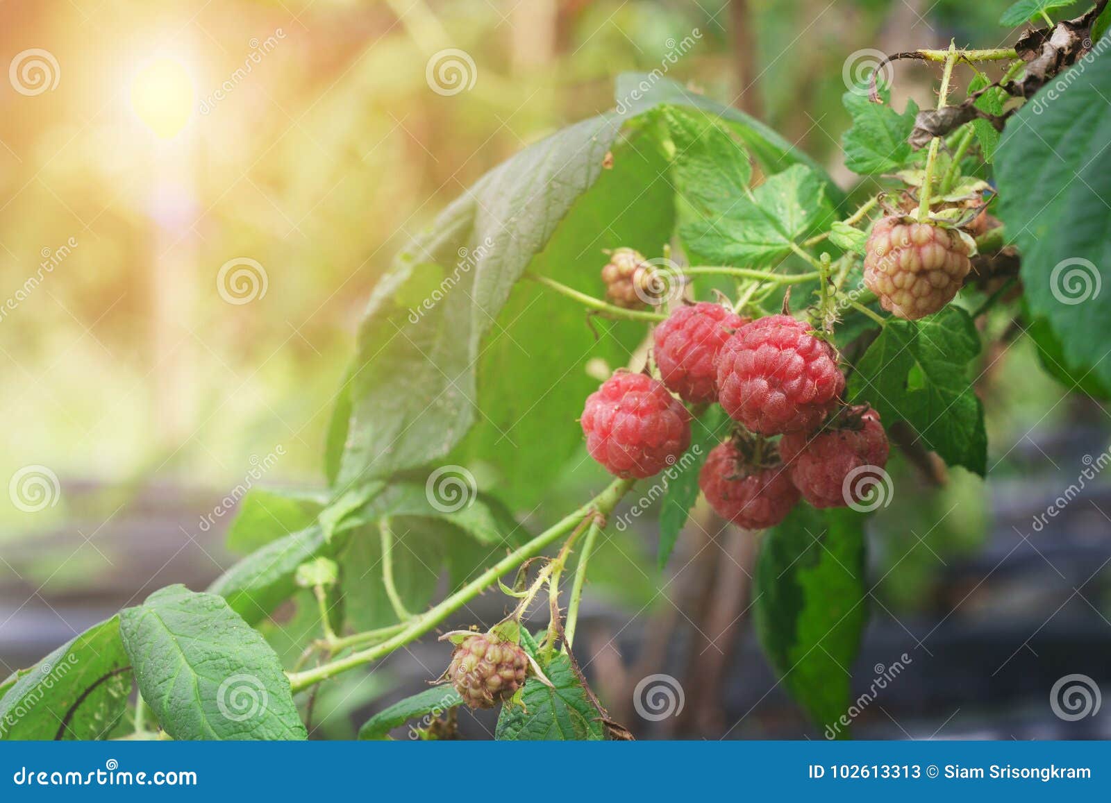 Close-up of the Ripe Raspberry in the Fruit Garden Stock Image - Image ...
