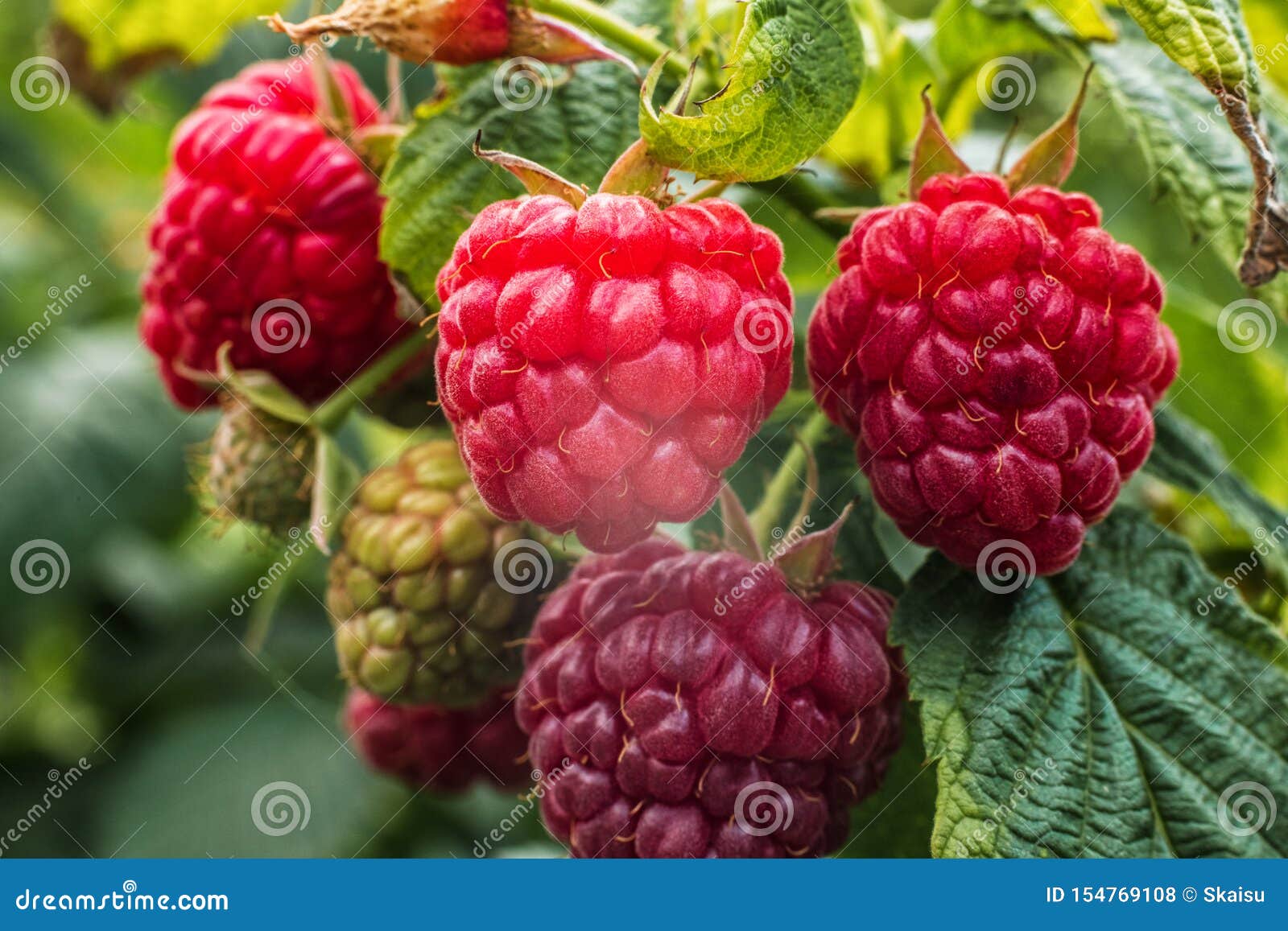 Close-up Ripe Raspberry in the Garden Stock Photo - Image of bright ...