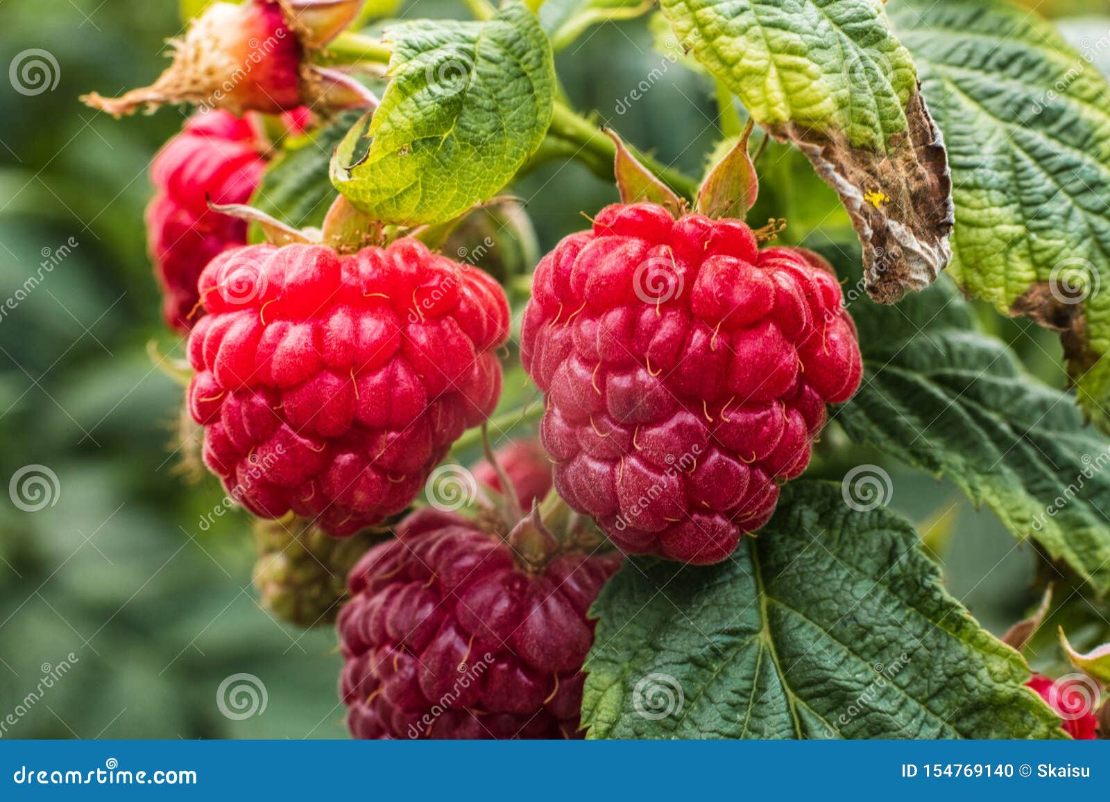Close-up Ripe Raspberry in the Garden Stock Photo - Image of close ...