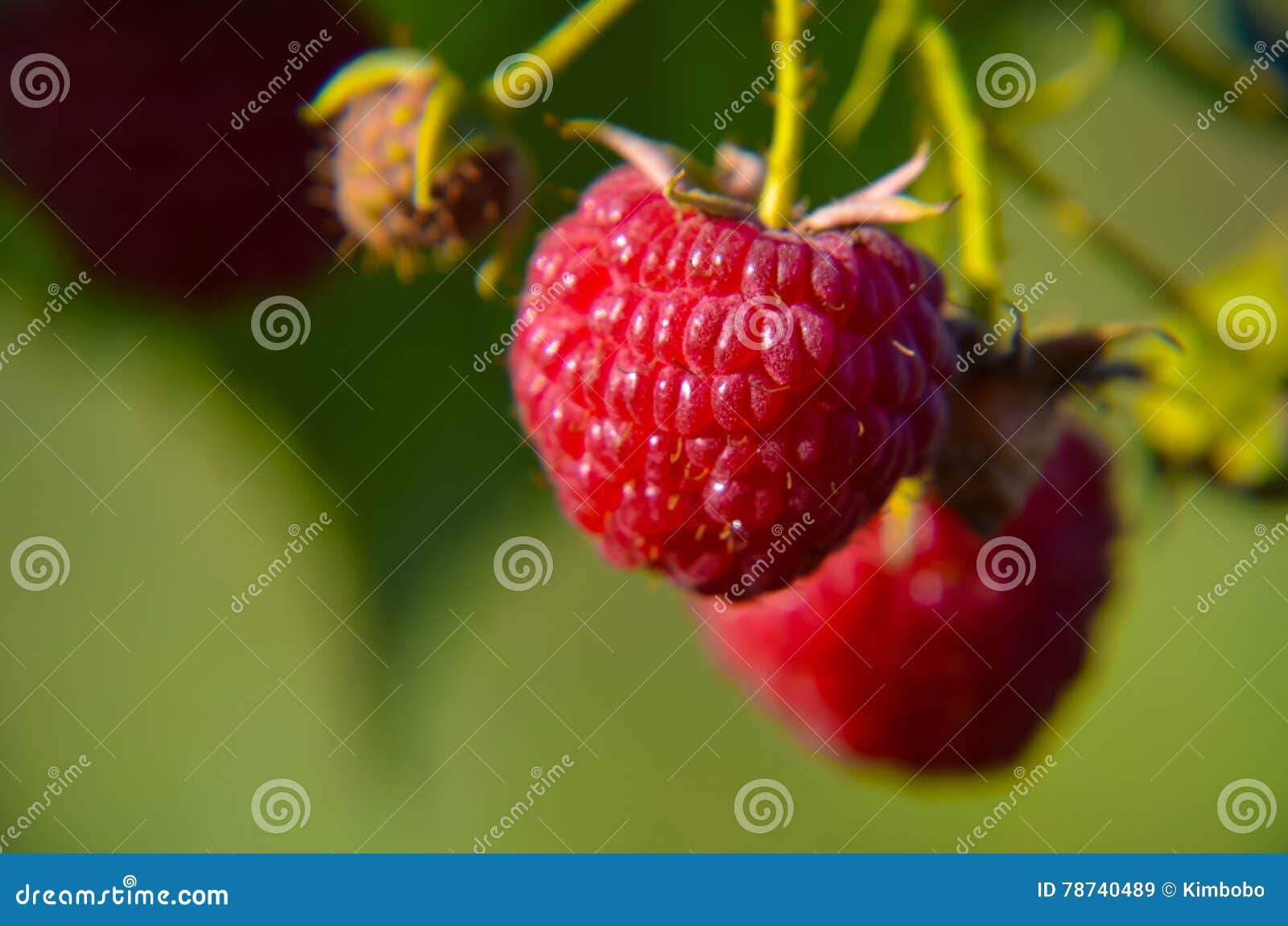 Close-up of the Ripe Raspberry Stock Image - Image of harvest, bunch ...