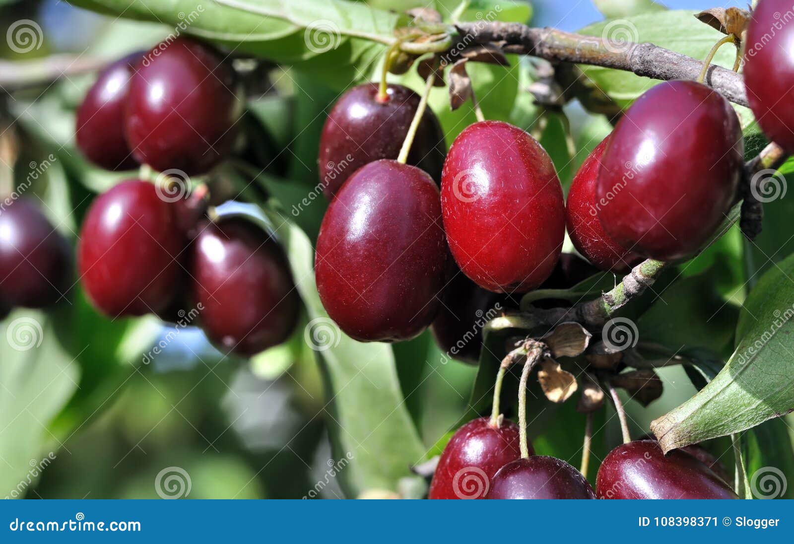 Close-up of Ripe Red Cornelian Cherries Stock Image - Image of organic ...