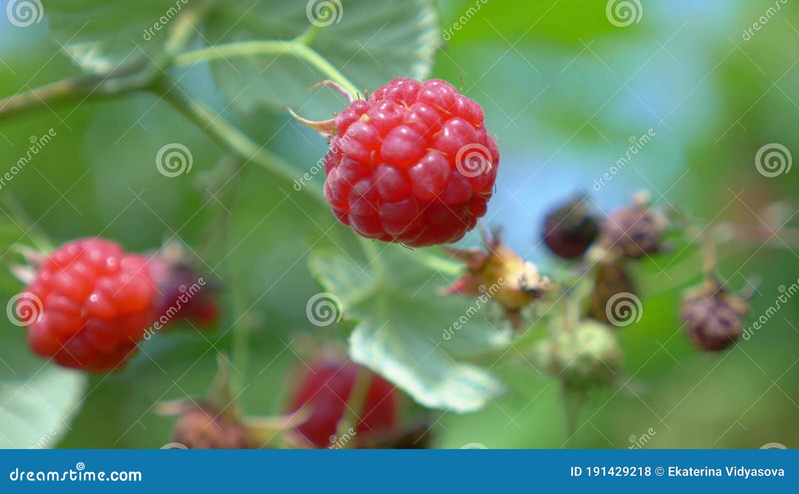Close Up of Ripe Red Raspberry on a Branch in the Garden Stock Photo ...