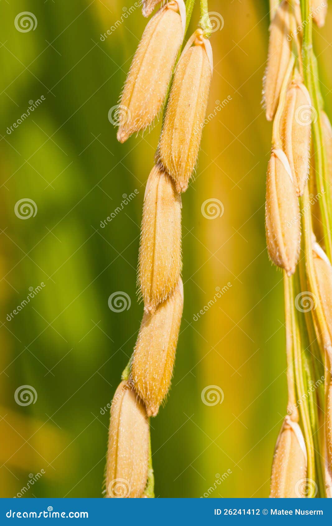 Close up of ripe rice stock photo. Image of farmer, ripe - 26241412