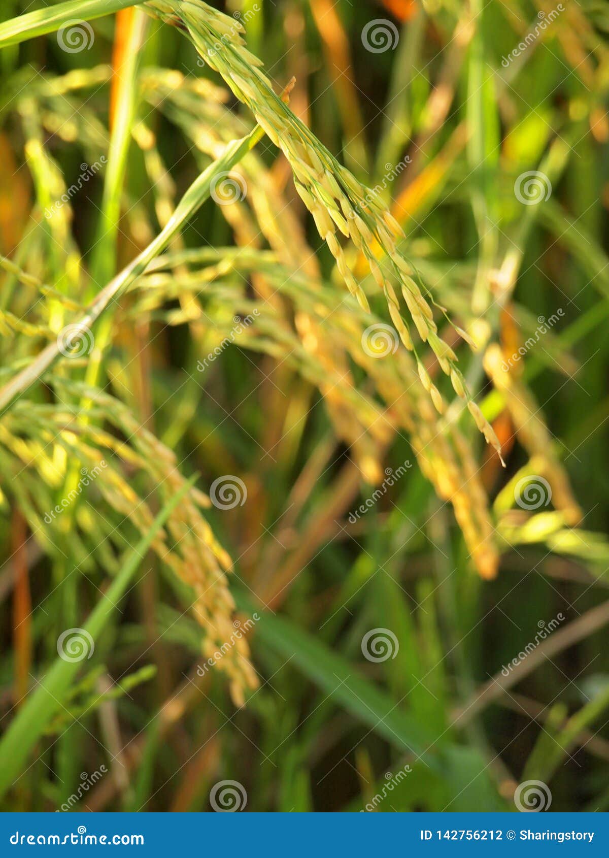 Ripe Rice Field Thailand Stock Photos - Download 9,178 Royalty Free Photos