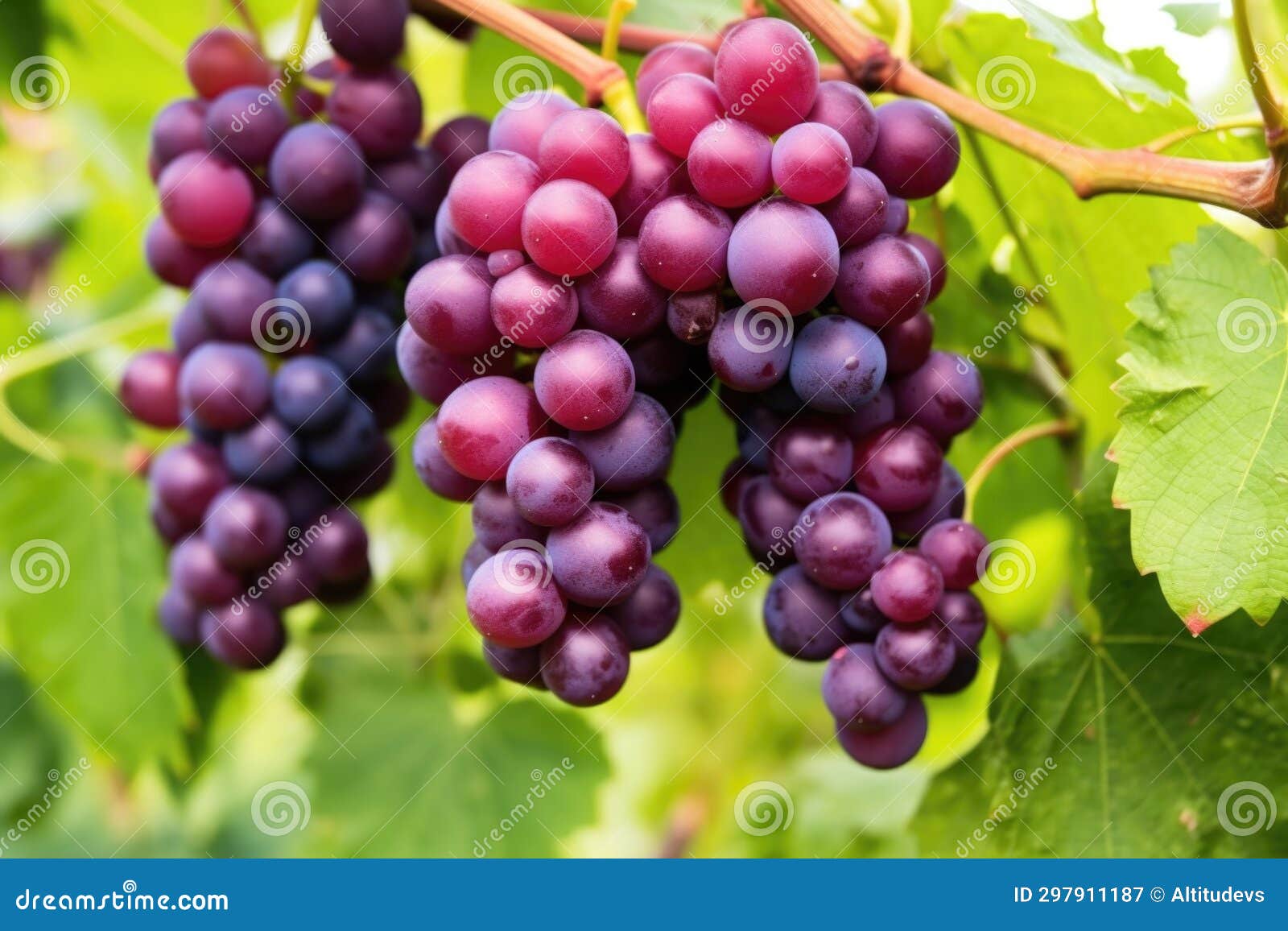 Close-up of Ripe Sherry Grapes on a Vine Stock Image - Image of sherry ...