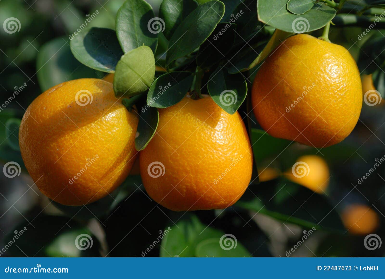 Close Up of Ripe Tangerines Stock Image - Image of crops, tree: 22487673
