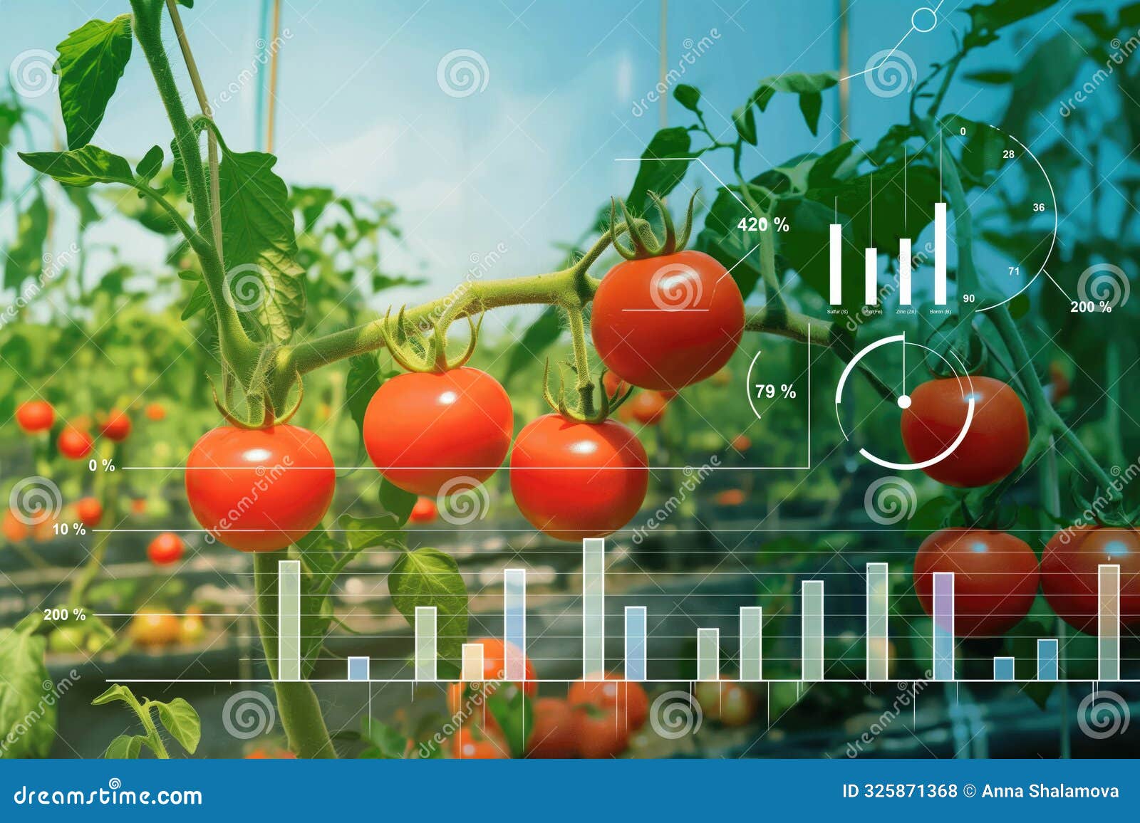 Close-up of Ripe Tomatoes on the Vine with Digital Data Overlay for ...