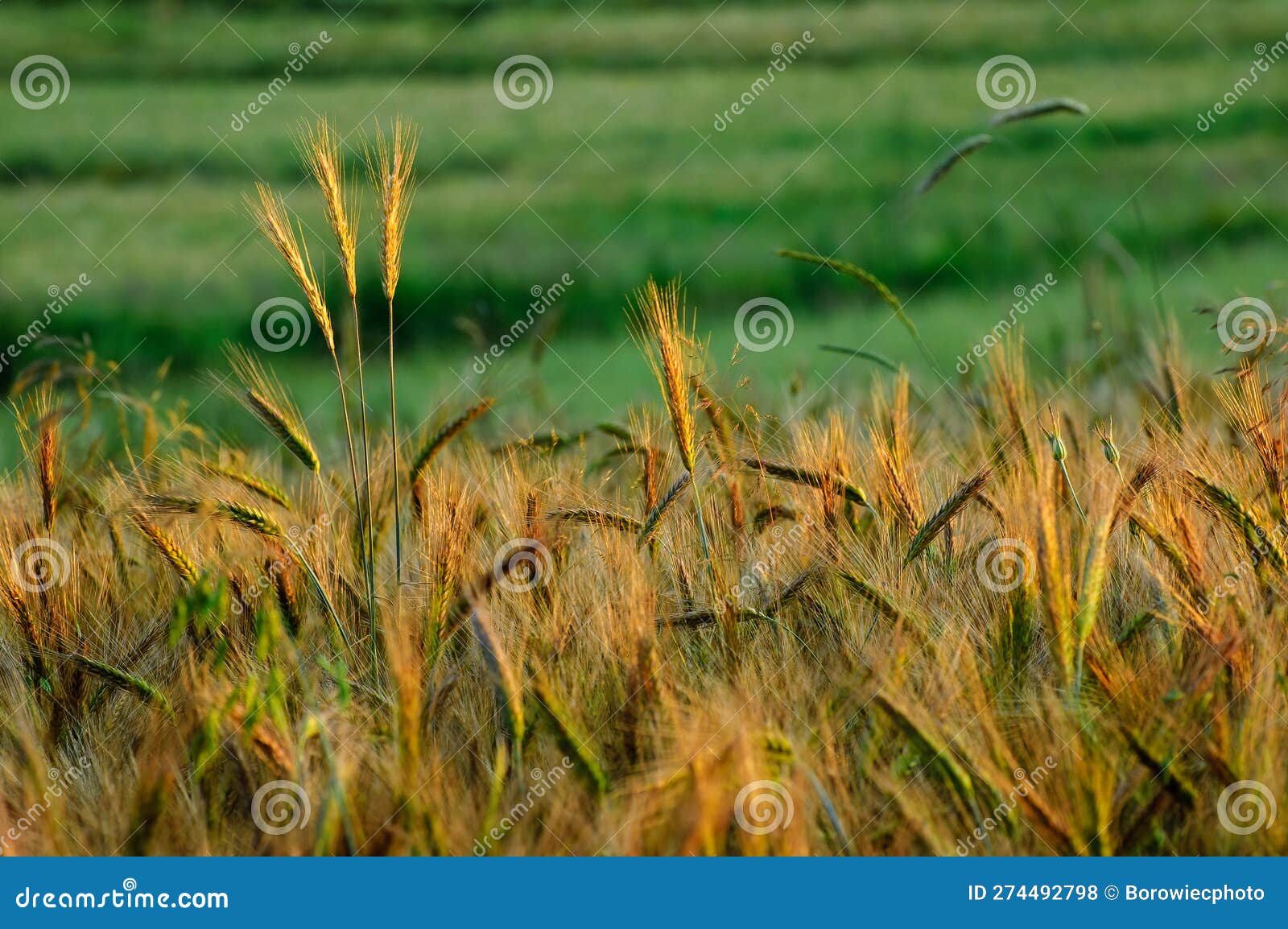 Ripening Grain In The Field Grain On The Field.Grain On The Field ...