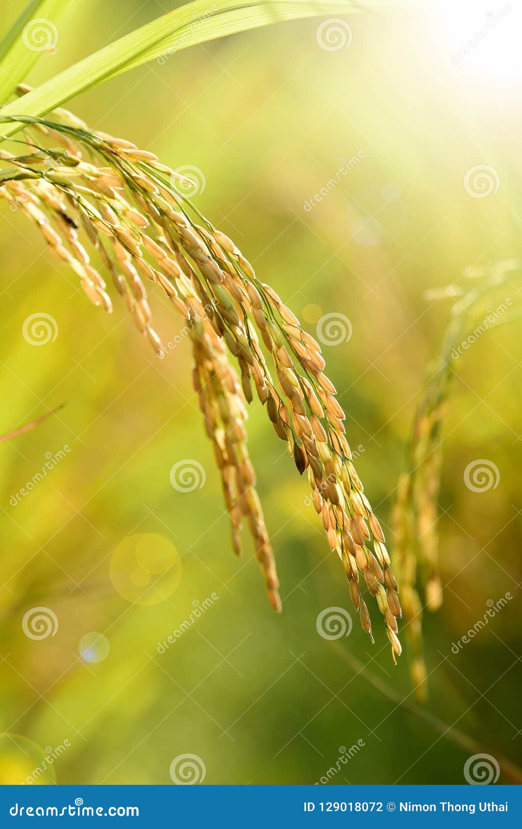 Close up of ripening rice stock photo. Image of seed - 129018072