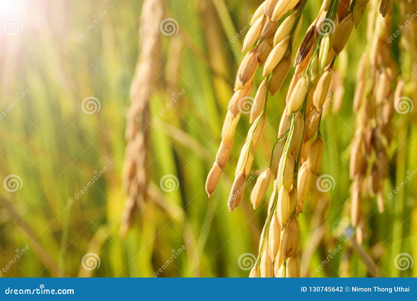 Close up of ripening rice stock photo. Image of field - 130745642