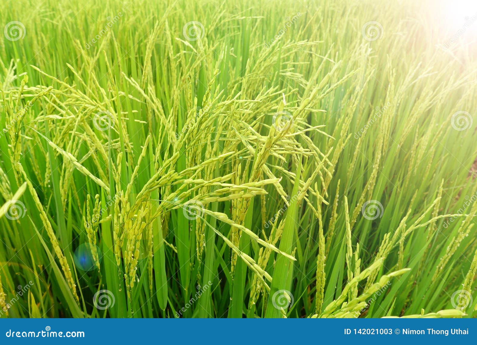 Close up of ripening rice stock image. Image of ripe - 142021003