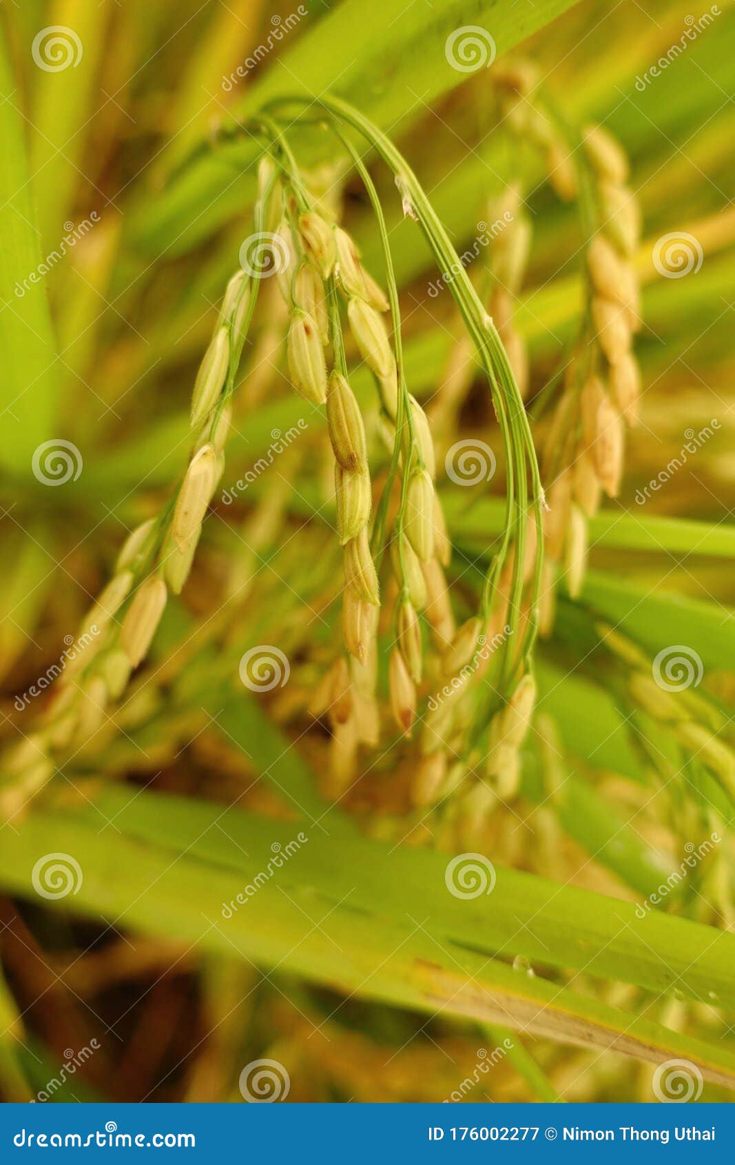 Close up of ripening rice stock image. Image of grass - 176002277