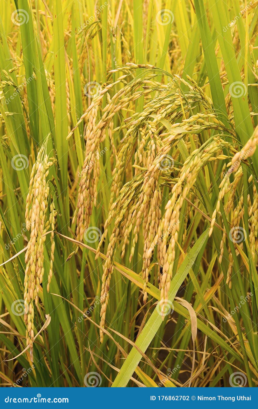 Close up of ripening rice stock photo. Image of season - 176862702
