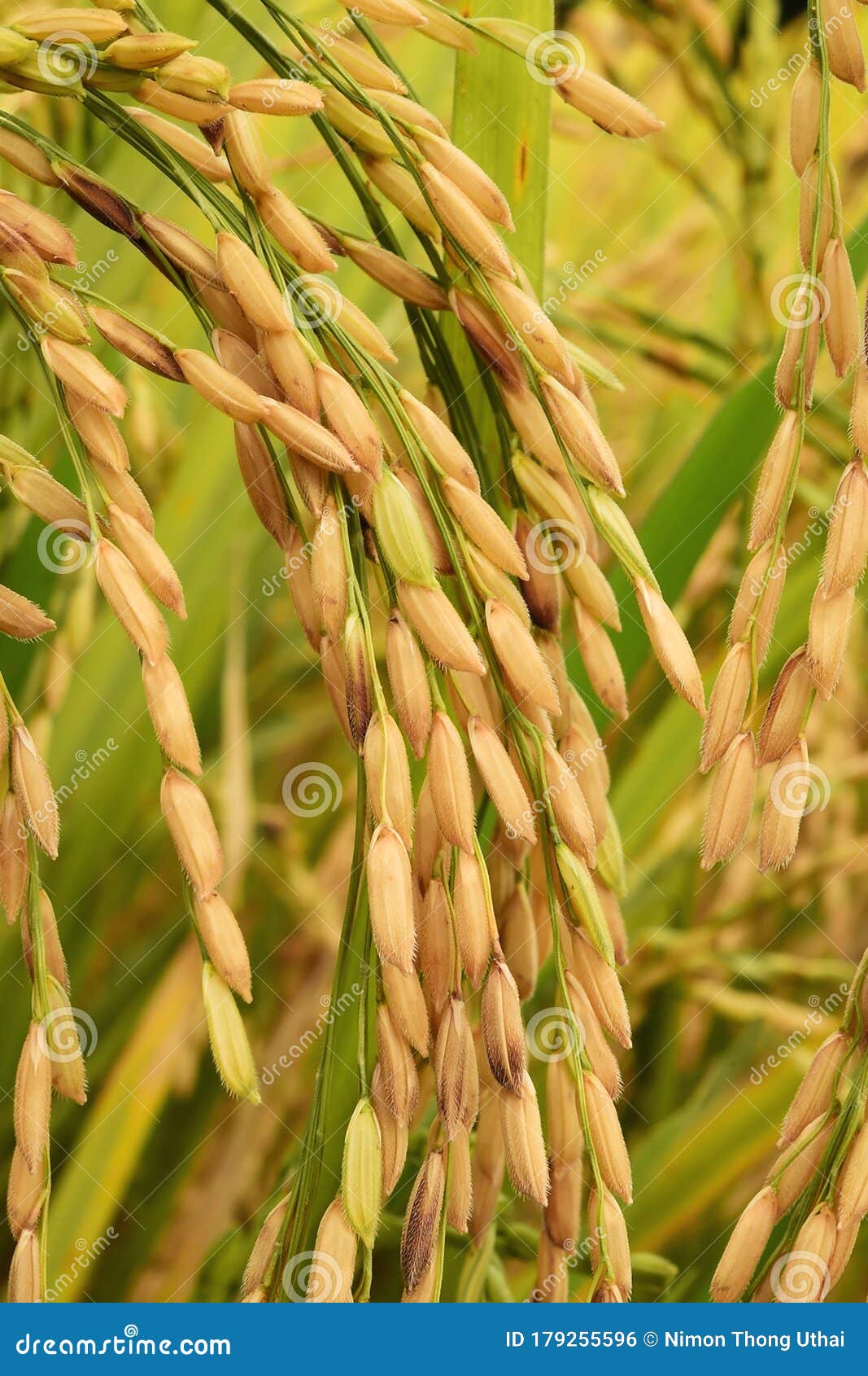 Close up of ripening rice stock photo. Image of natural - 179255596