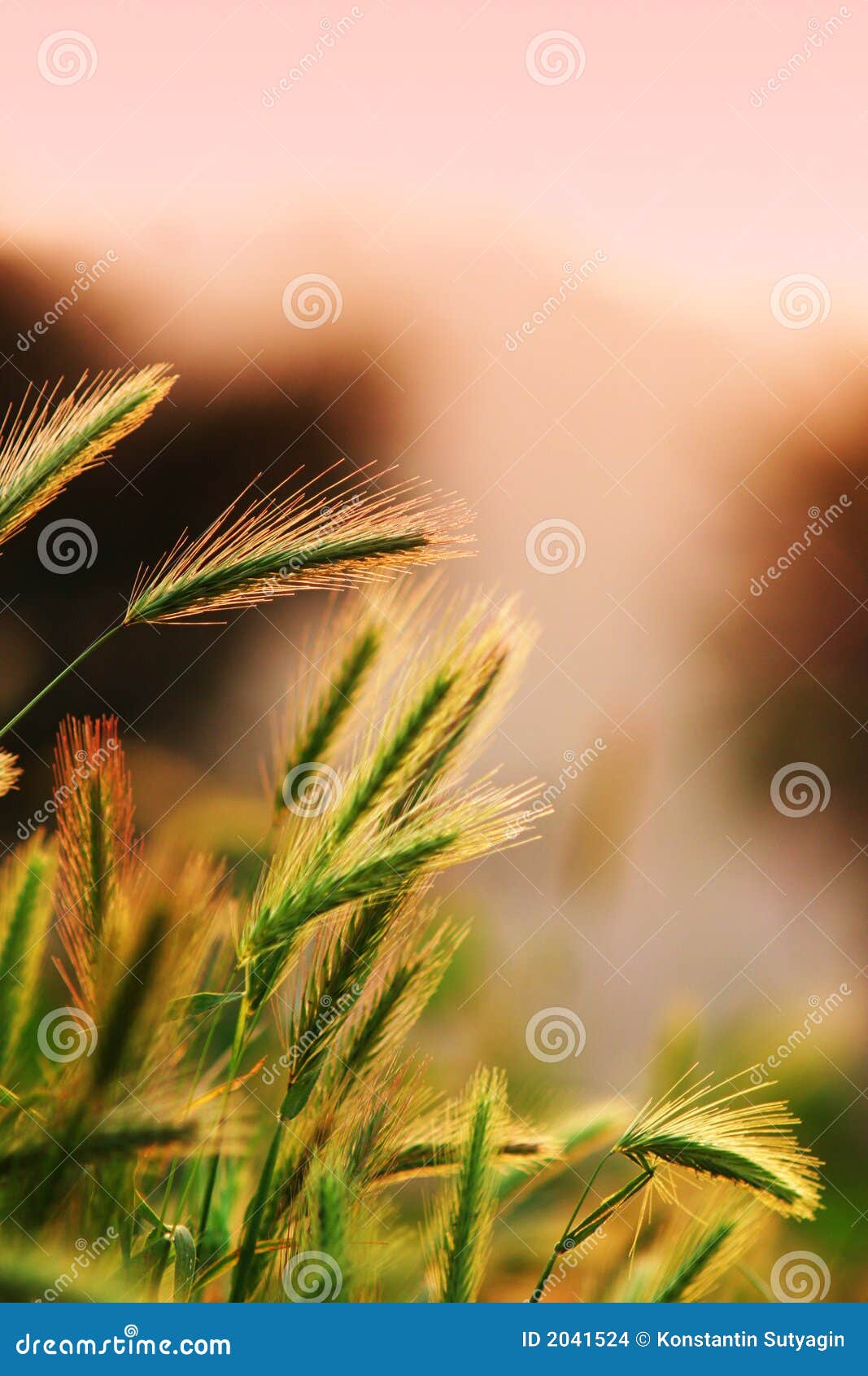 Close Up of Ripening Rye Ears Stock Photo - Image of colour, focus: 2041524