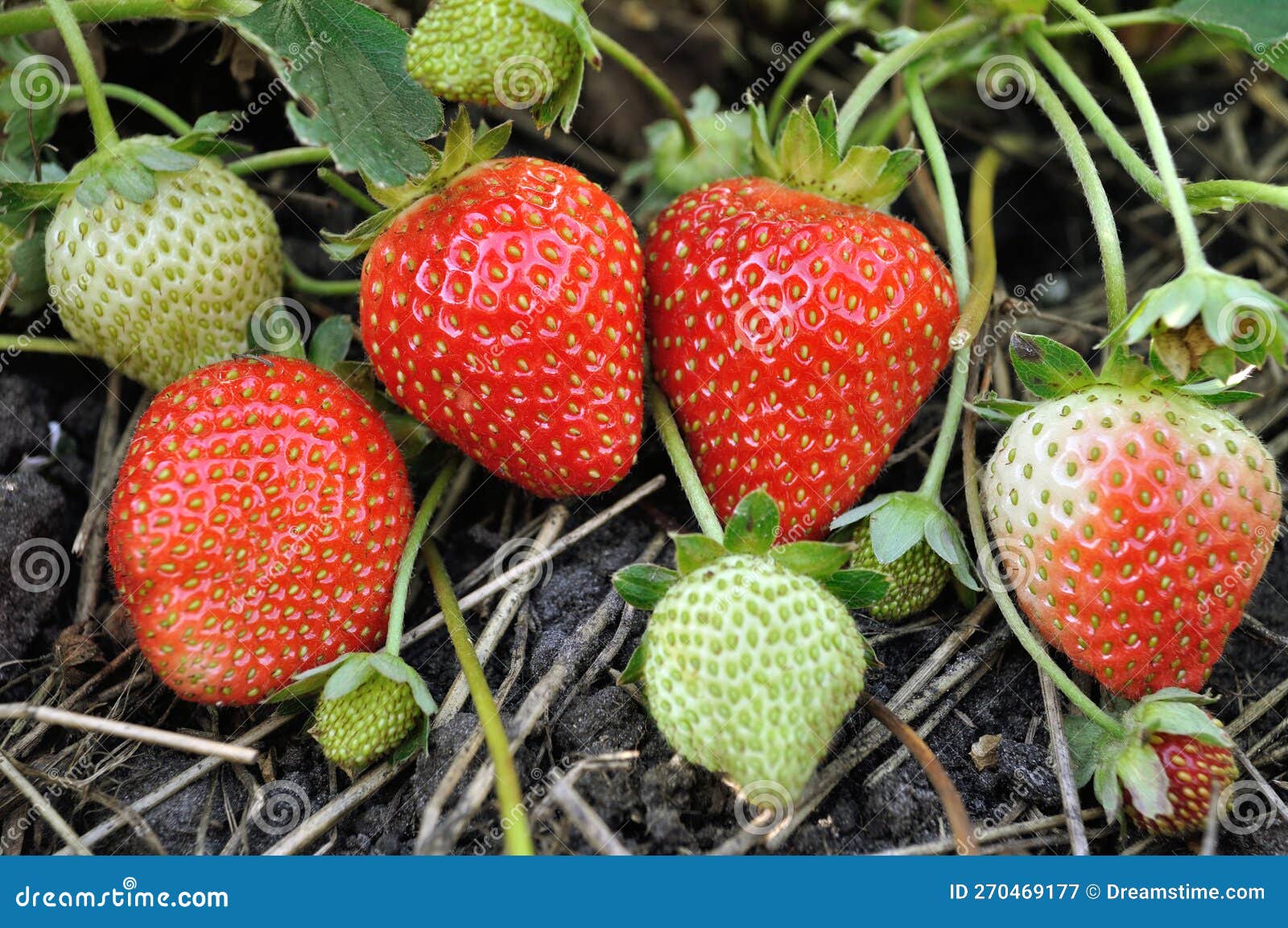 Close-up of Ripening Strawberry Stock Image - Image of delicious ...