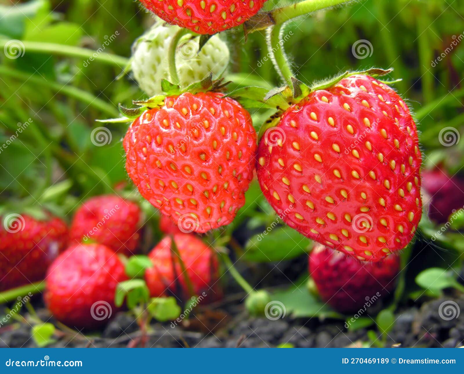 Close-up of Ripening Strawberry Stock Image - Image of plantation ...