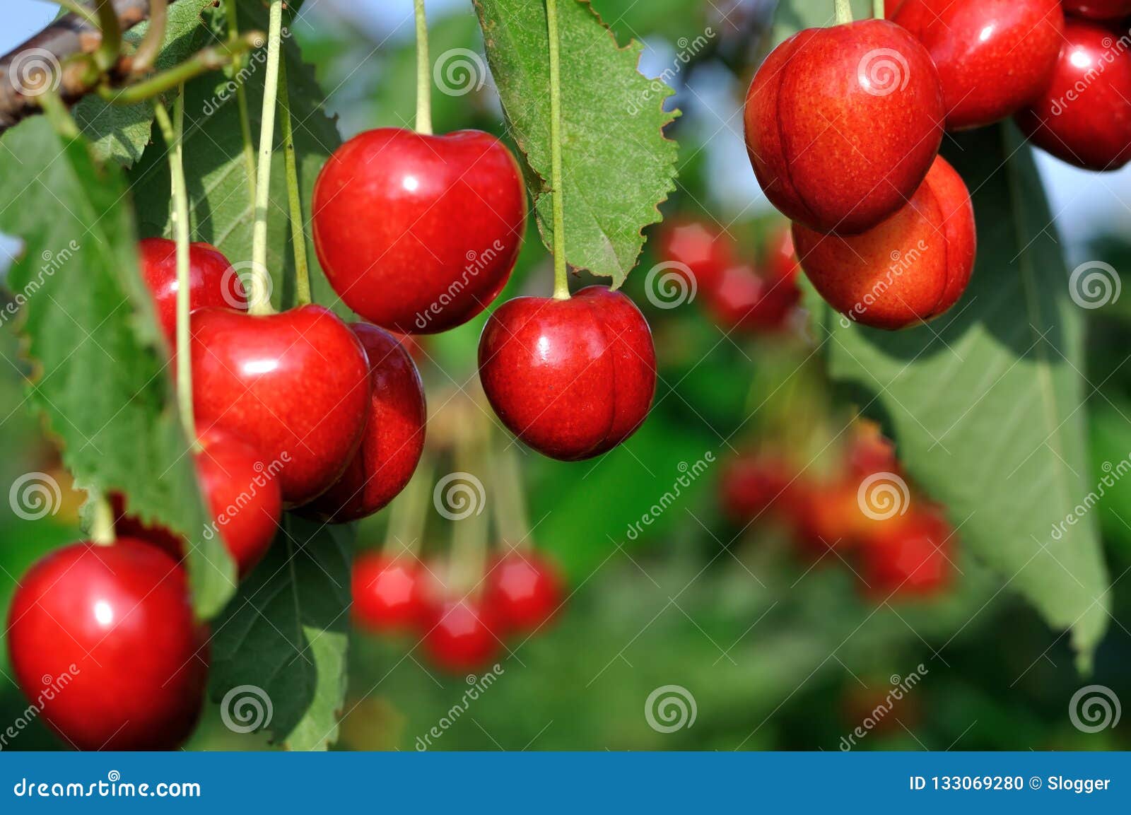 Close-up of Ripening Sweet Cherries Stock Photo - Image of leaf, summer ...