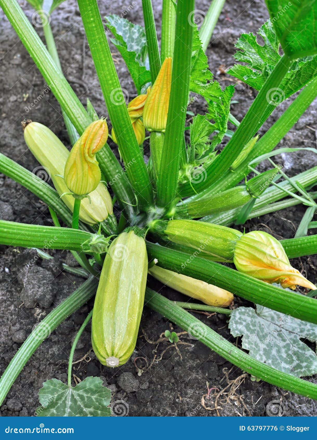 Close-up of Ripening Vegetable Marrow Stock Photo - Image of summer ...