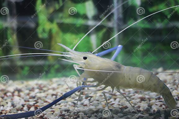 Close Up River Prawn in the Water Stock Image - Image of reptile ...