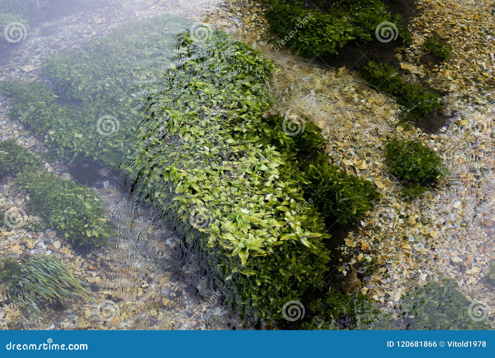 Close-up of a River, River Algae on the Bottom. Stock Photo - Image of ...