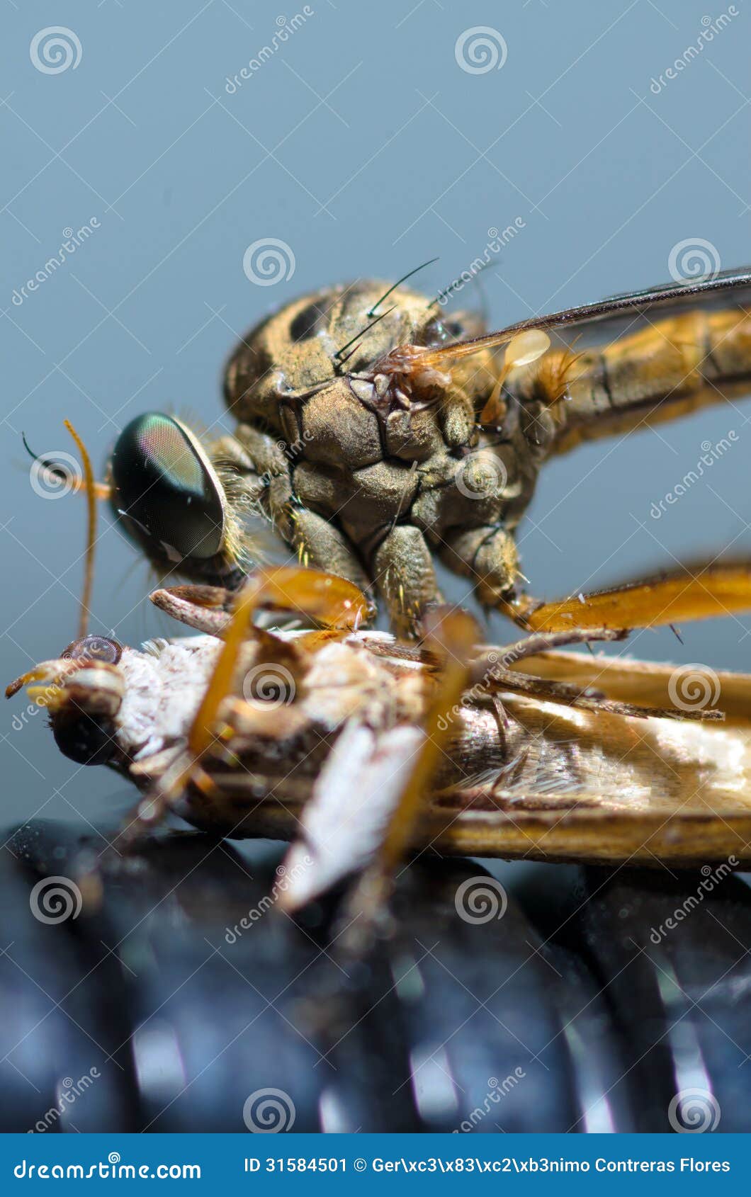 Close up of a robber fly stock image. Image of robberfly - 31584501